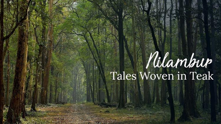 Conolly's Plot: India’s Oldest Teak Plantation in Nilambur, Kerala