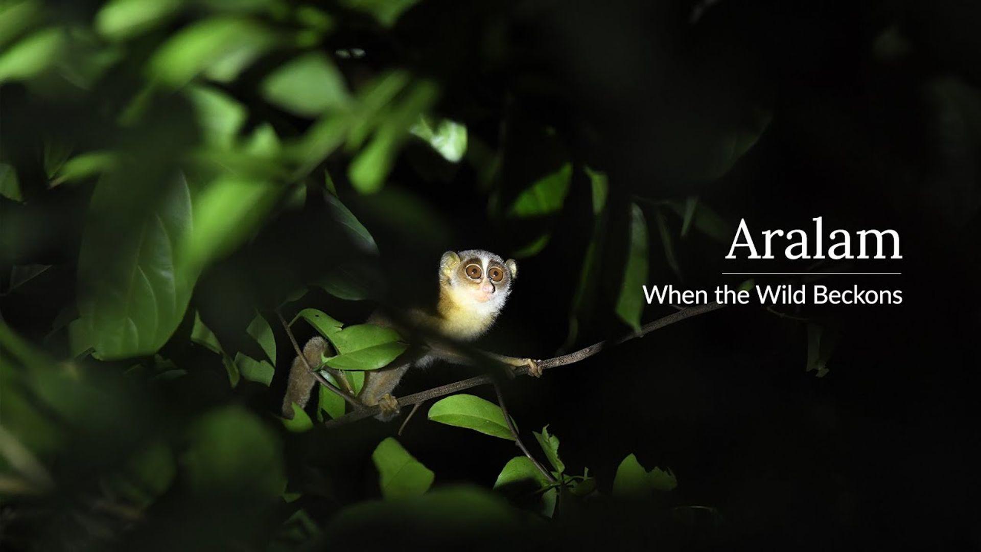 Thattekkad Bird Sanctuary and the Dr. Salim Ali, Ernakulam | Kerala Tourism