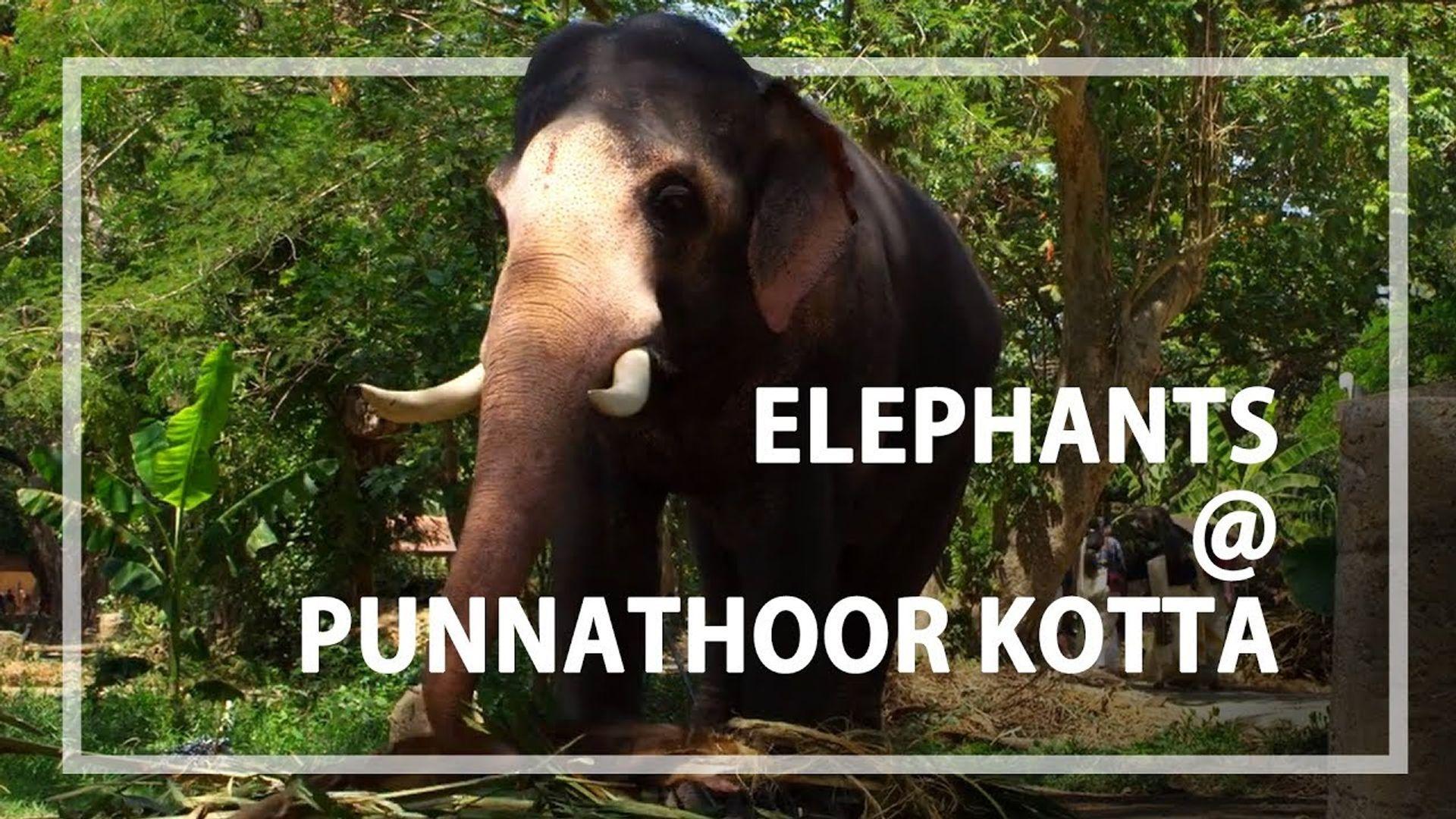 Konni Elephant Training Centre | Aanakoodu | Wooden Cage | Pathanamthitta