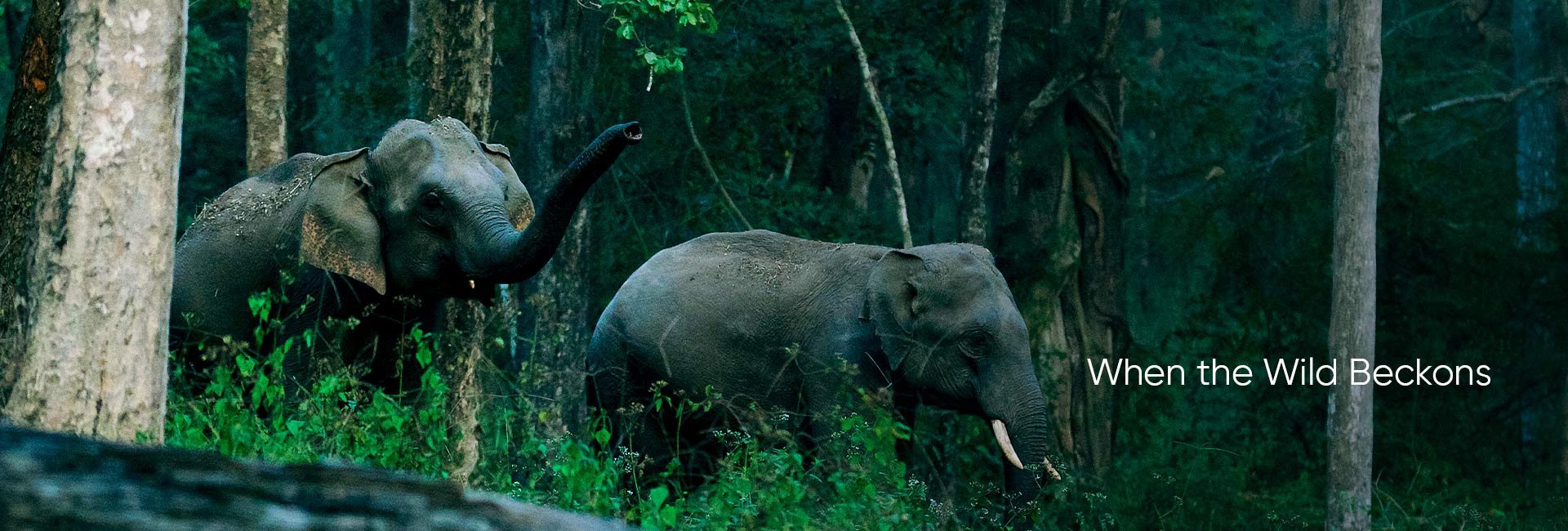 Welcome to Kerala Tourism - Official Website of Department of Tourism, Government of Kerala