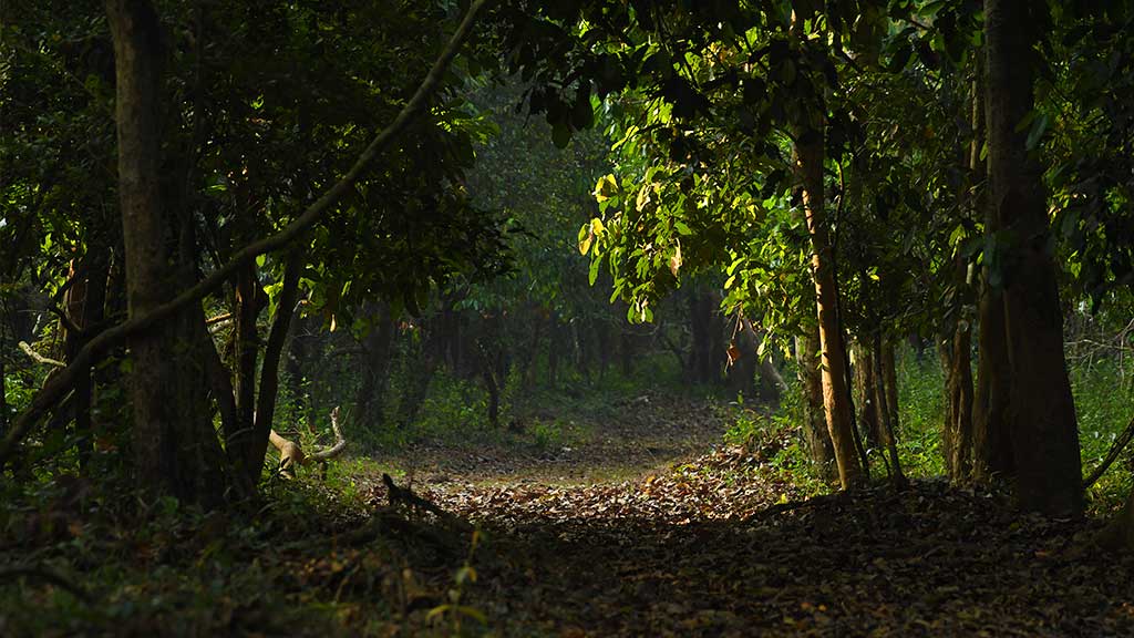 Aralam Wildlife Sanctuary – famous for butterfly wealth | Ecotourism ...