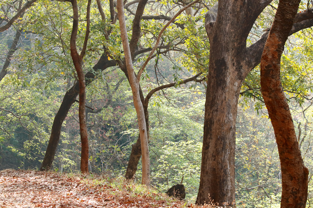 The valley side trees