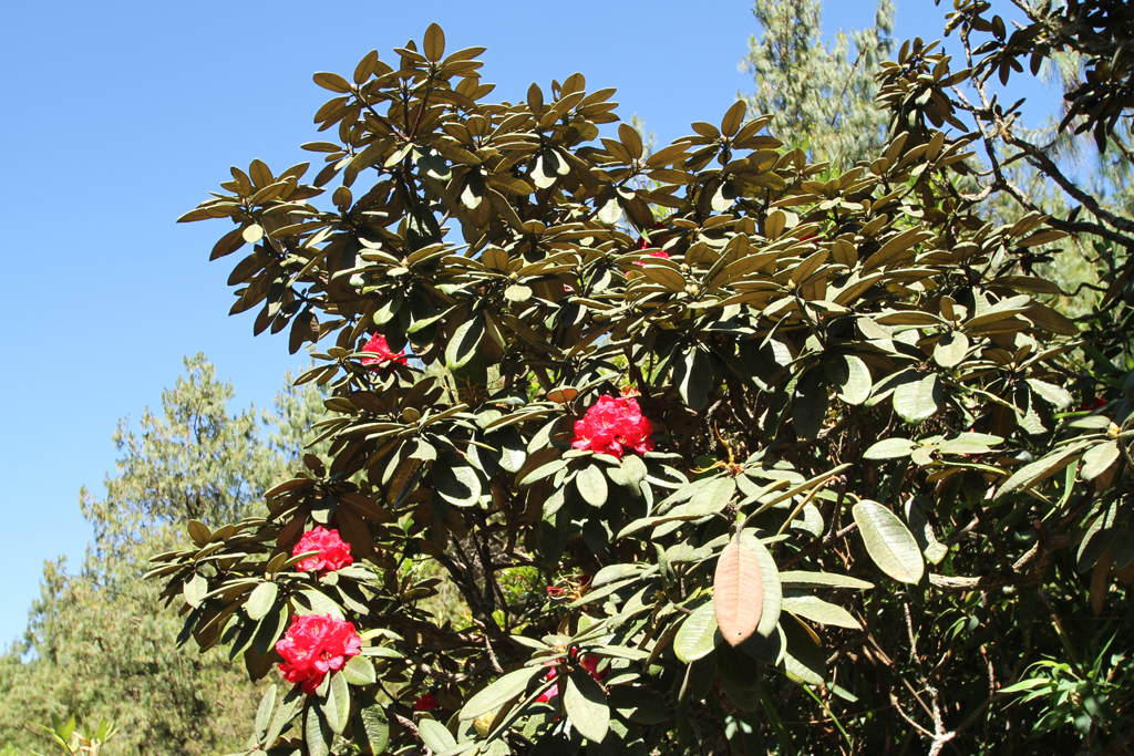 Rhodo dendron flowers