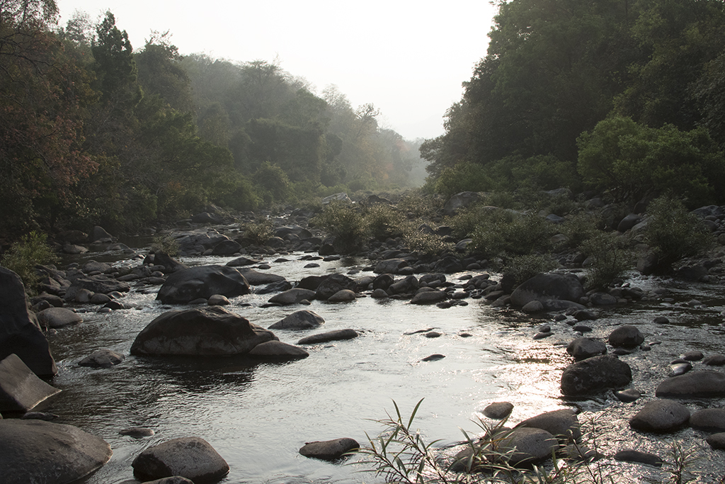 A view of Nedumkayam river