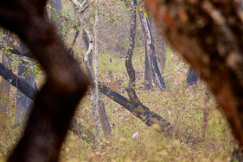 Tiger spotted at Wayanad Wildlife Sanctuary