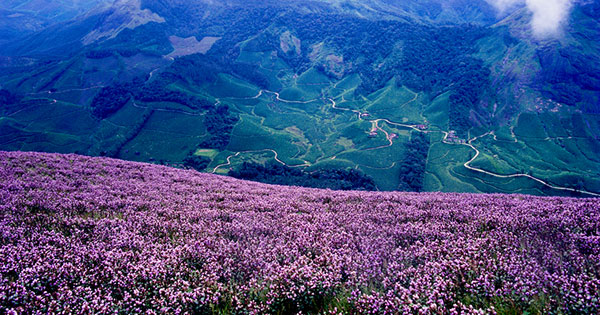 Neriamangalam to the dream destination | Neelakurinji Bloggers Experience