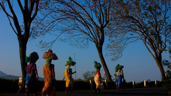 A Village Scene - Picture from | Kerala Tourism