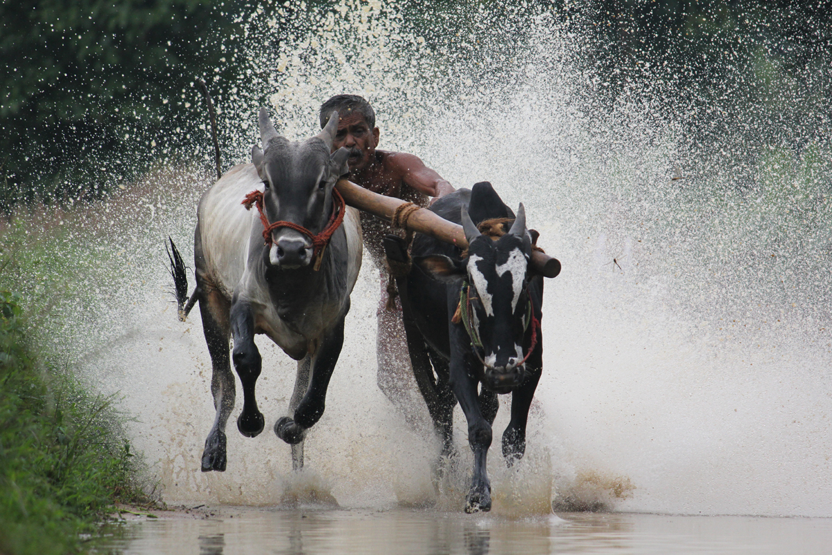 Maramadi Bull Surfing | Kerala Tourism