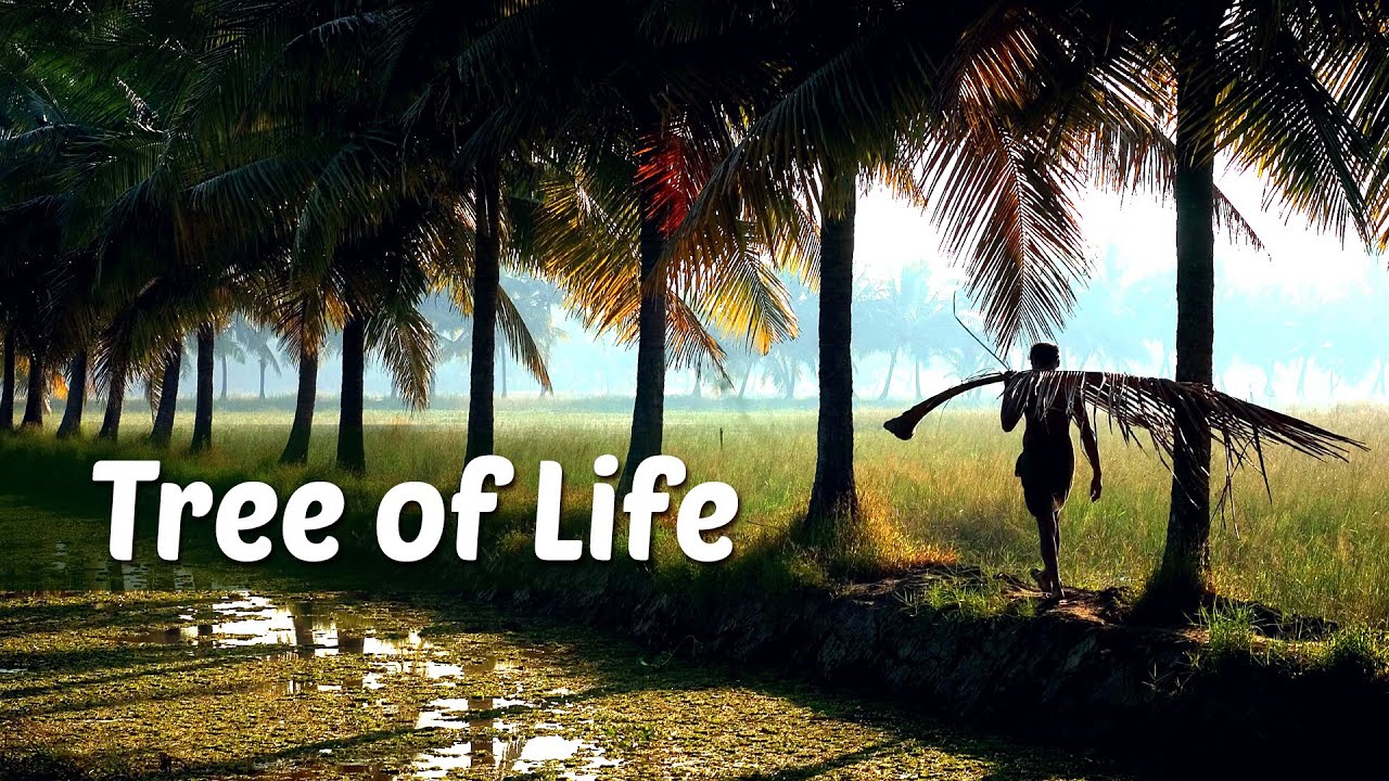 Coconut Palm - Kerala's Tree of Life | Kerala