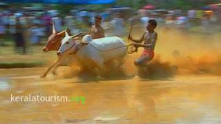 Maramadi - the bull surfing of Kerala