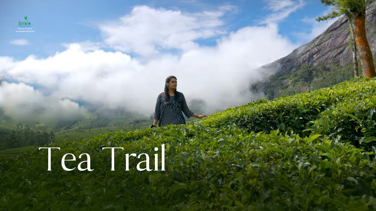 Tea Trail | Munnar | Idukki Tour