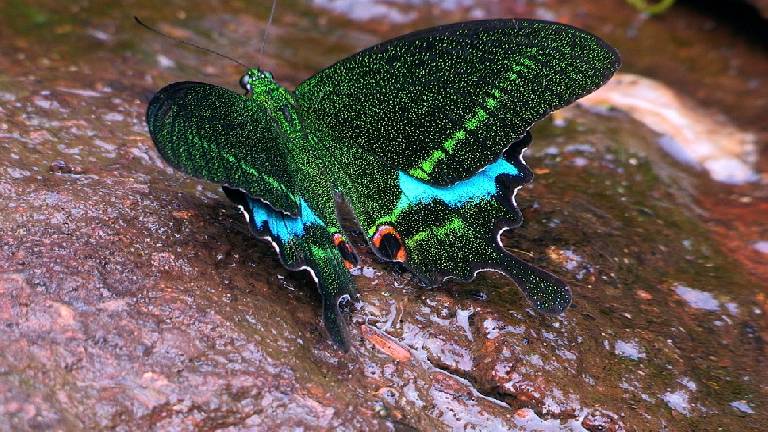 Paris Peacock Butterfly in Kerala