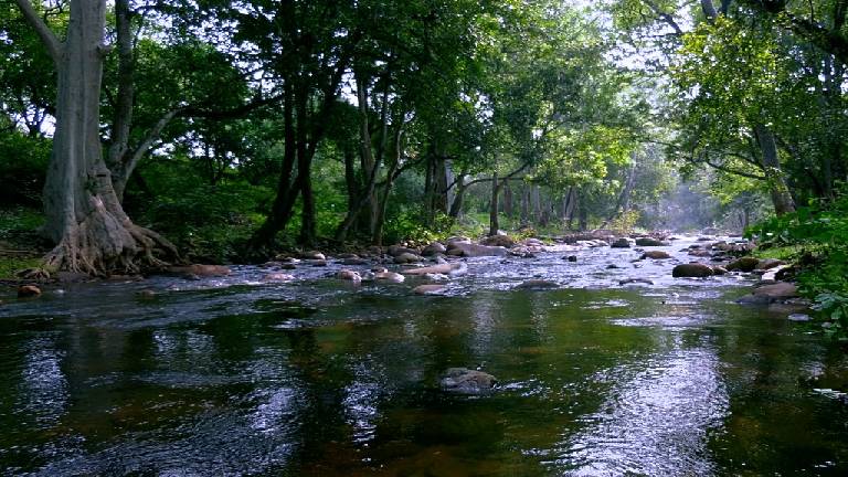 River Pambar inside Chinnar Wildlife Sanctuary