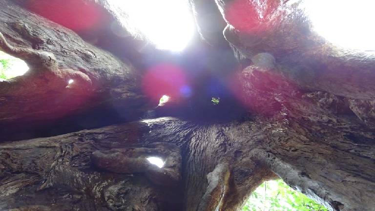 Thanni Muthassi or Thanni tree at Thusharagiri | Trekking Programmes ...