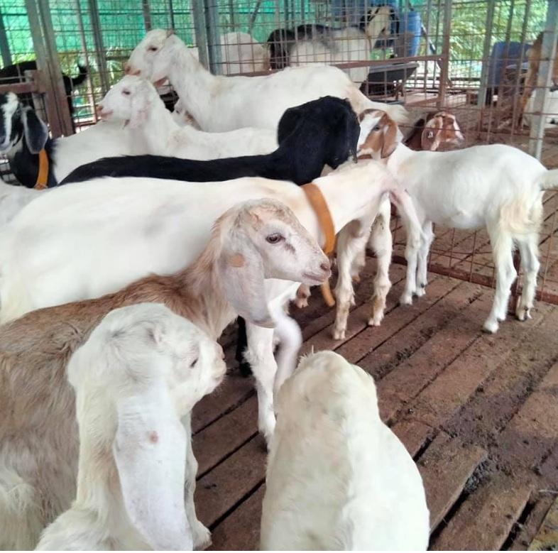 Attingal Farm Tourism | Kerala Agri Tourism Network | Responsible ...