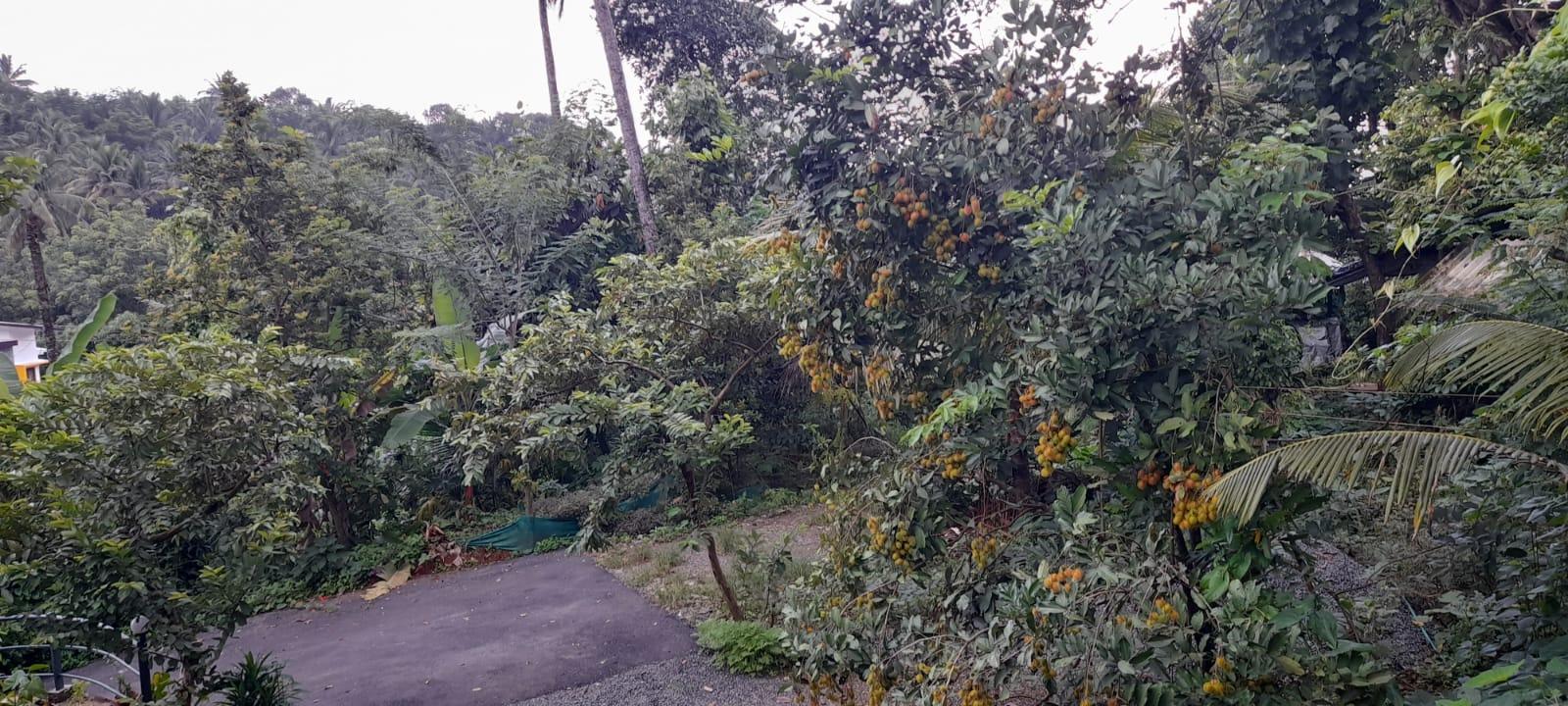 Mattam Farms | Kerala Agri Tourism Network | Responsible Tourism ...