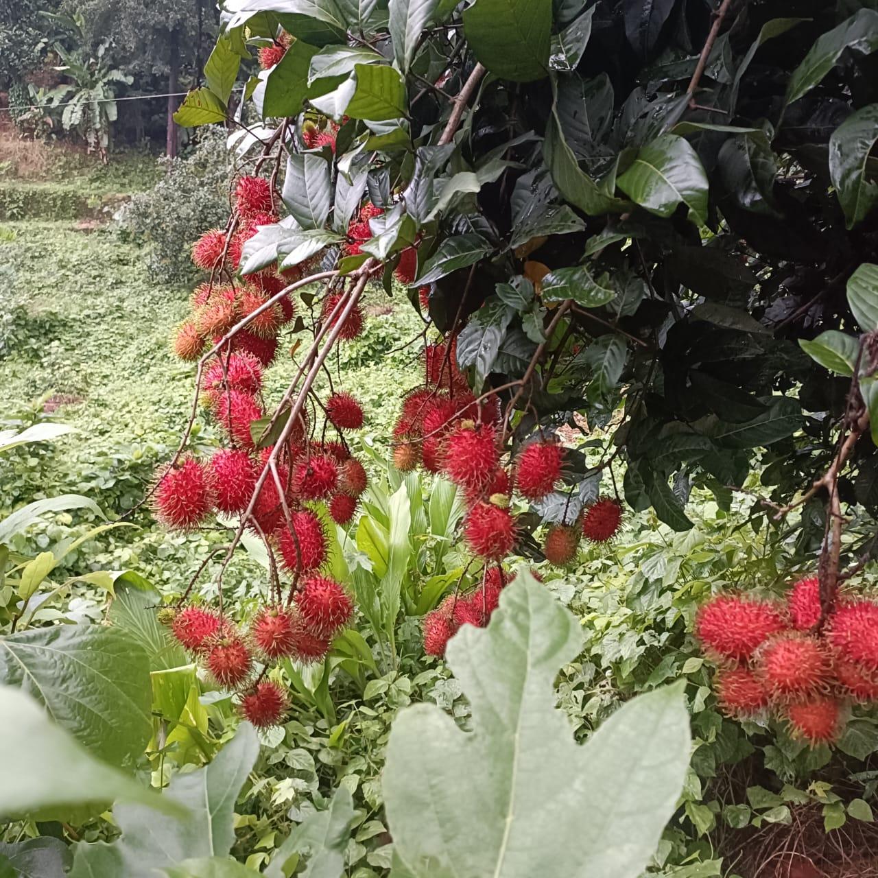 Suphala Karshakasangham | Kerala Agri Tourism Network | Responsible ...