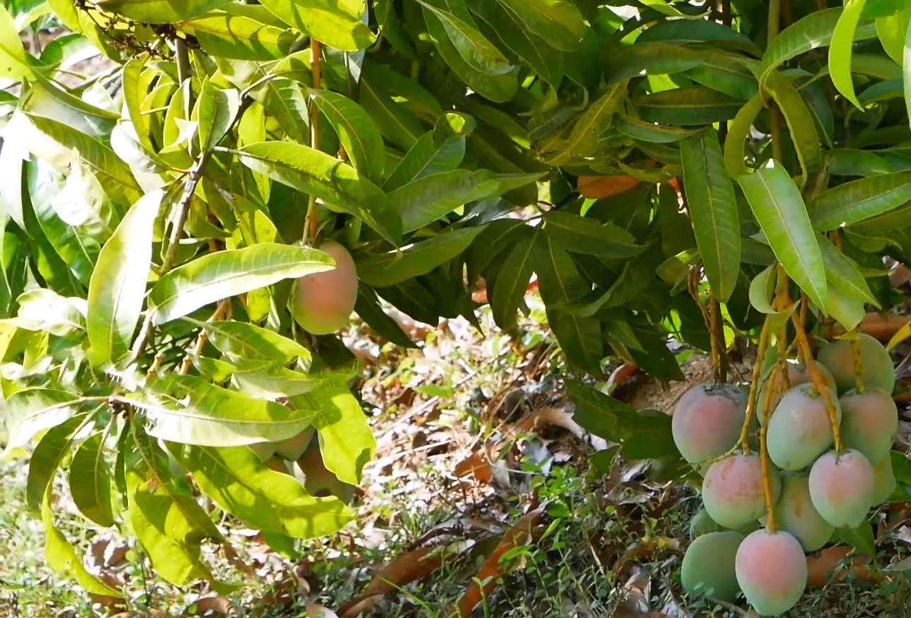 Farm units | Kerala Agri Tourism Network | Responsible Tourism Mission ...